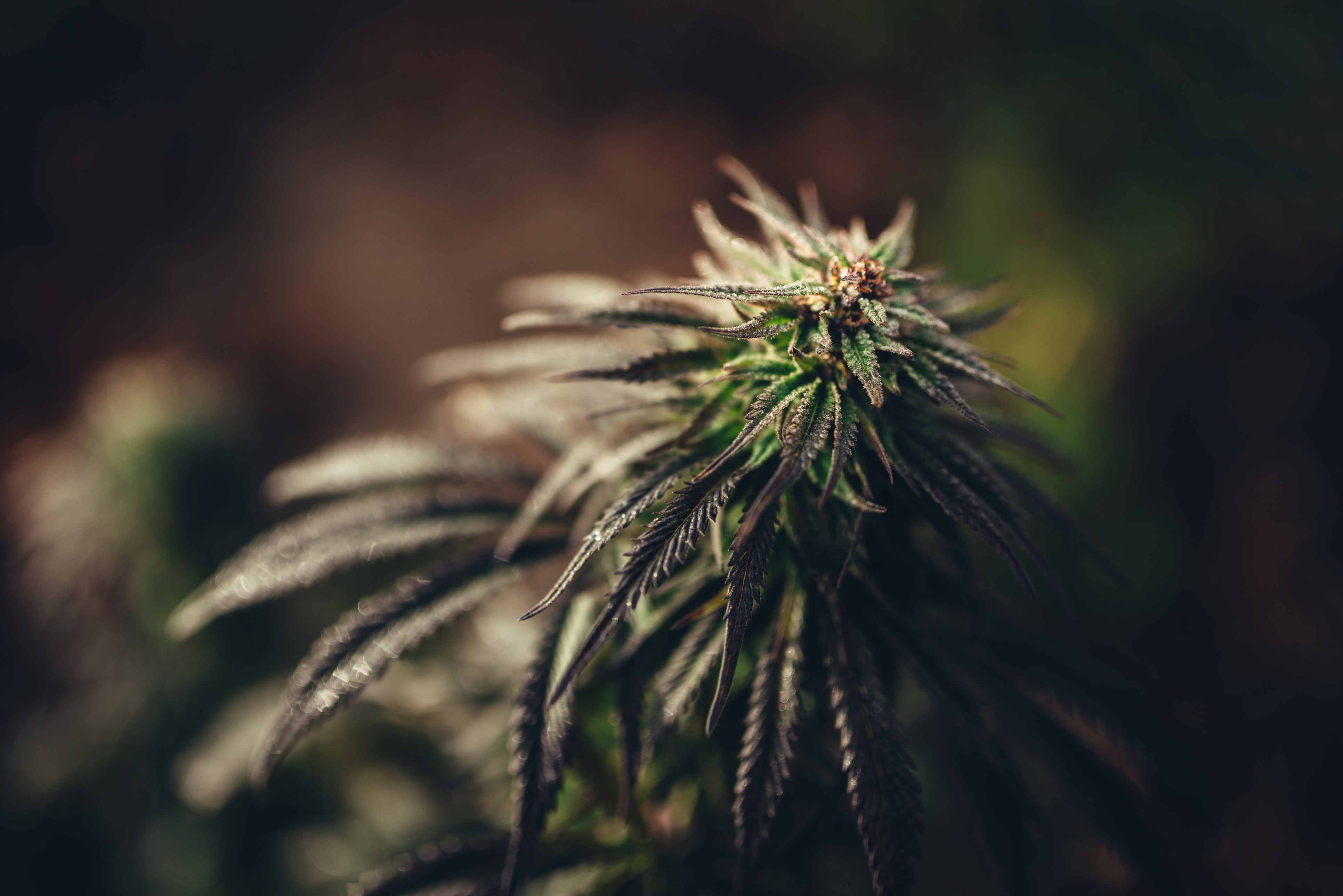 Secret Nature CBD Tinctures - 100% Organic